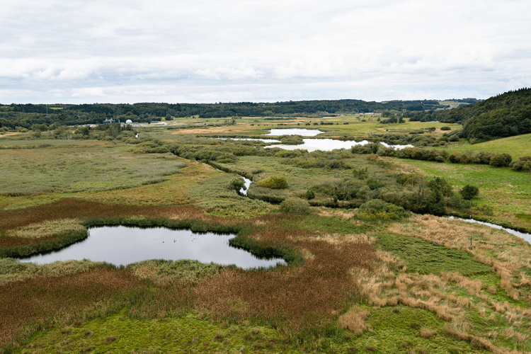 Genetablering af ådale | Virkemiddelkatalog - Biodiversitetsrådet